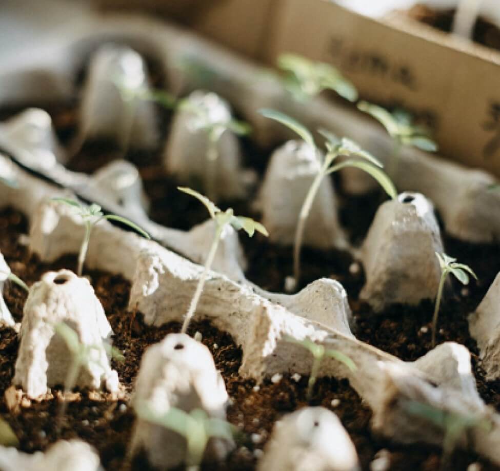 Faire germer des graines | Ma Classe Éco